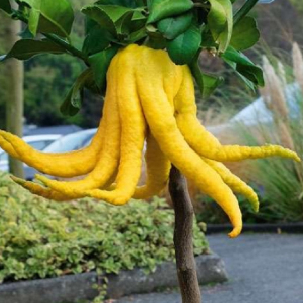 Thur-Plant Ihr Pflanzen-Onlineshop